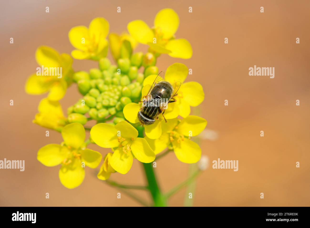 aphid flies on the Yellow cauliflower Stock Photo - Alamy