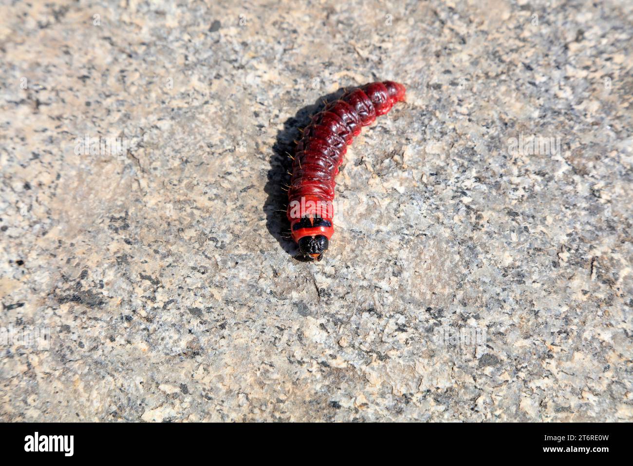 Rocks insects hi-res stock photography and images - Alamy
