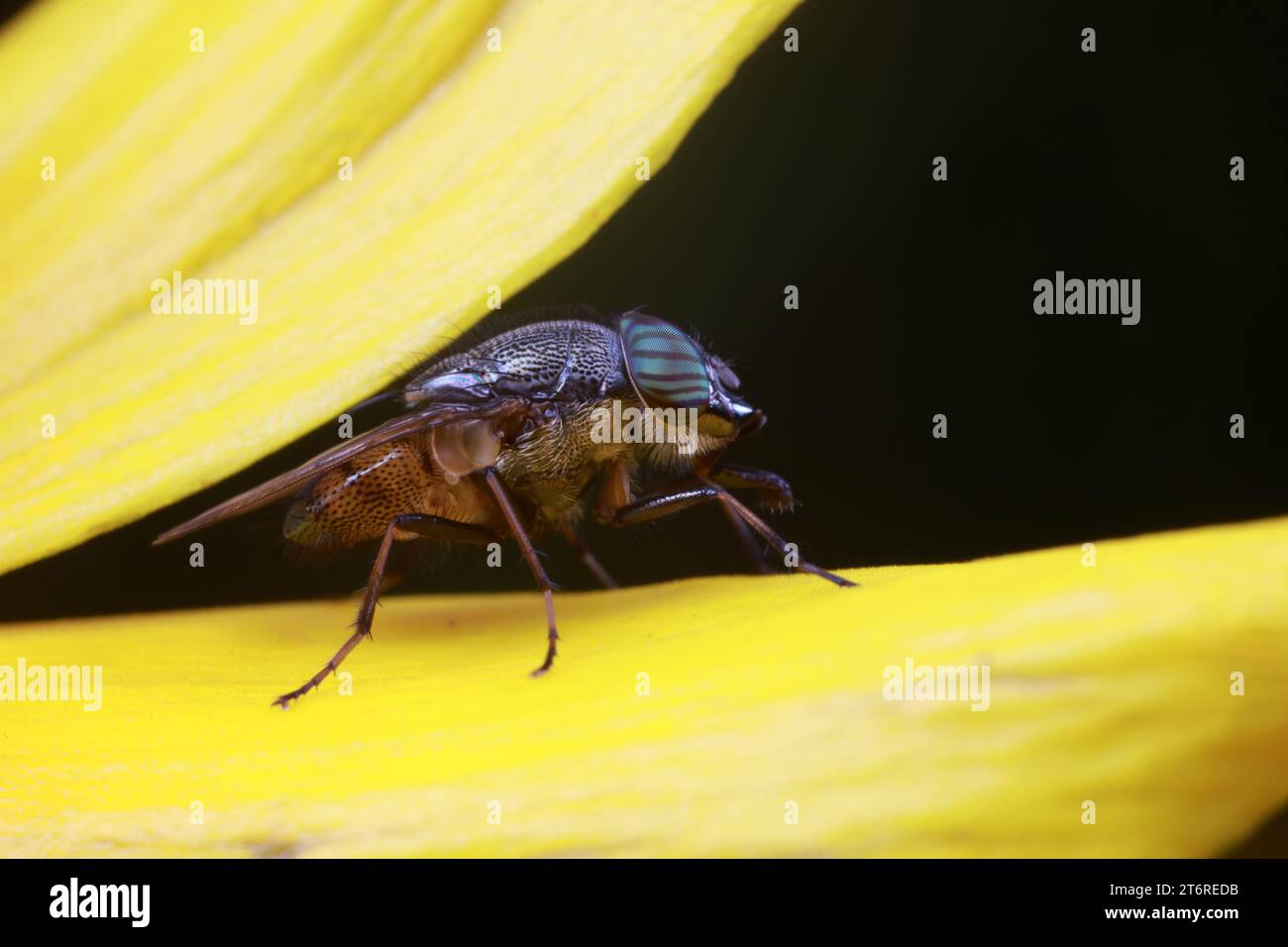 Curious insects hi-res stock photography and images - Alamy