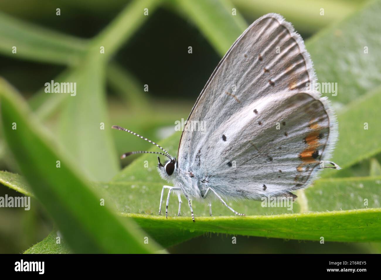 Ash butterfly hi-res stock photography and images - Alamy