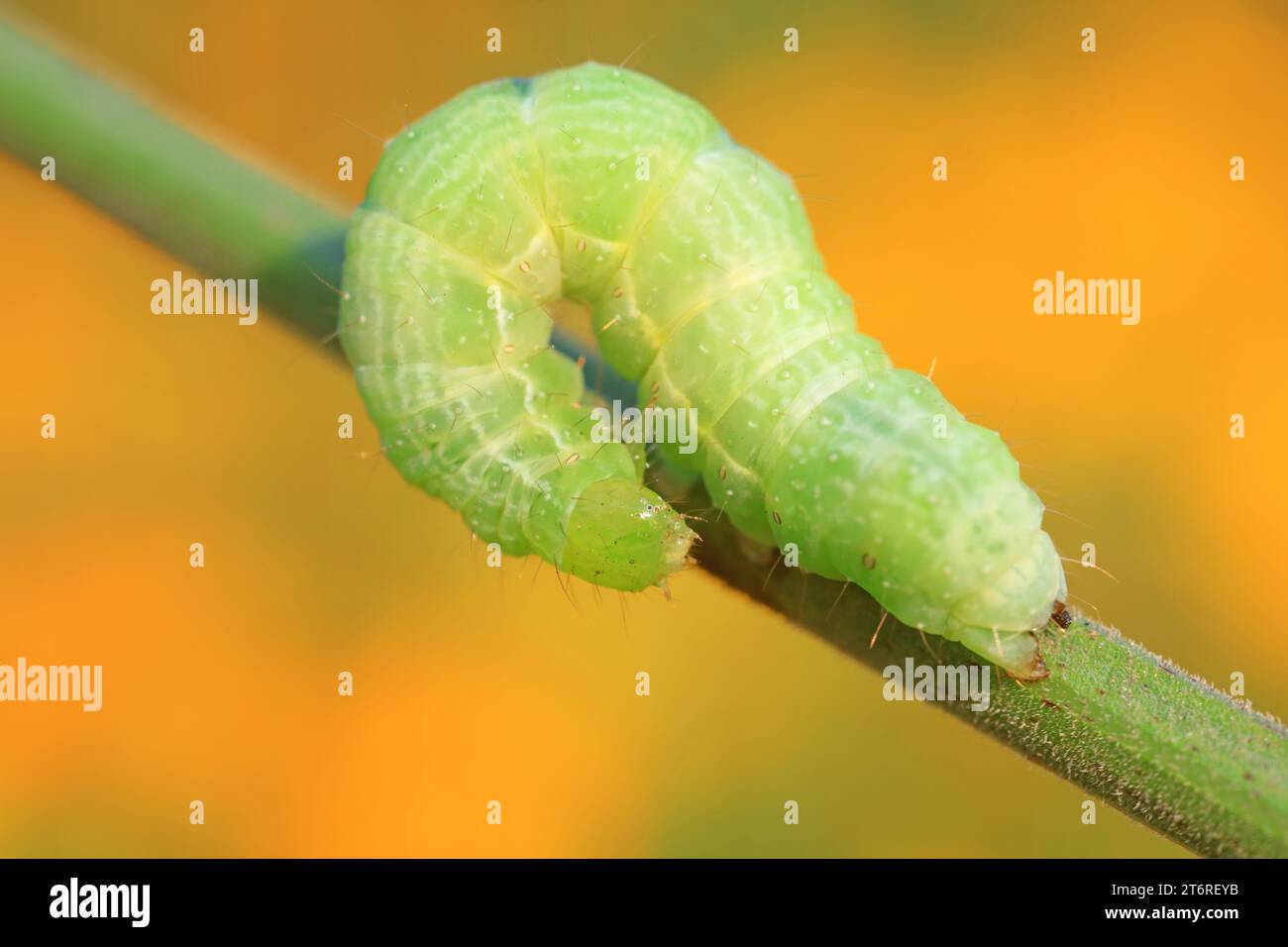 Green flesh worm Stock Photo - Alamy