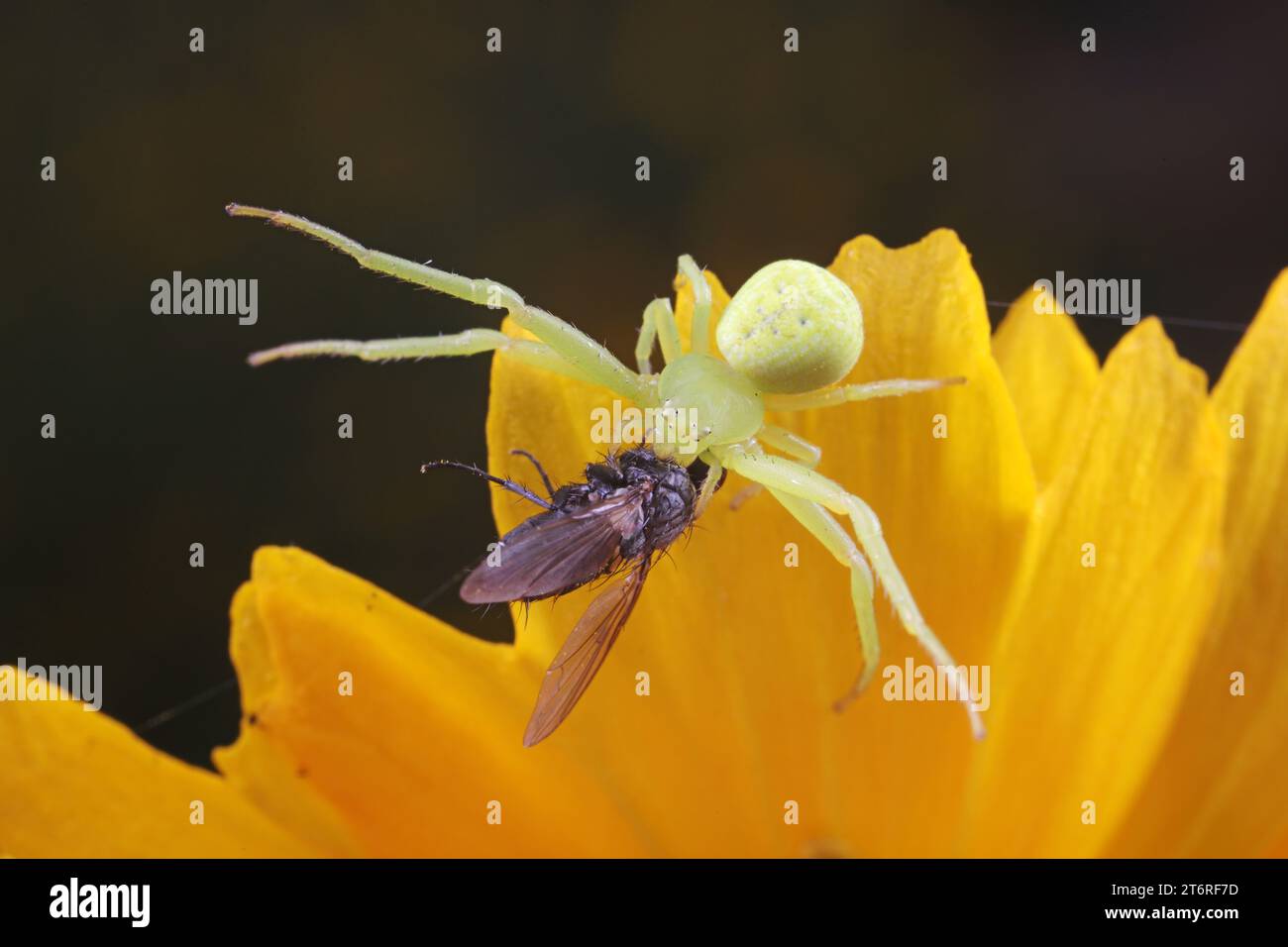 Crab spider predation Stock Photo - Alamy