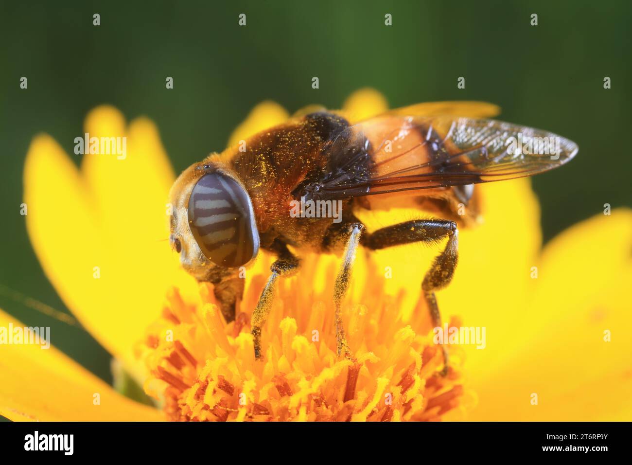 Phytomia zonata hi-res stock photography and images - Alamy