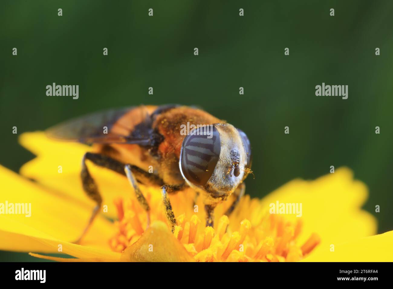 Zonata hi-res stock photography and images - Alamy