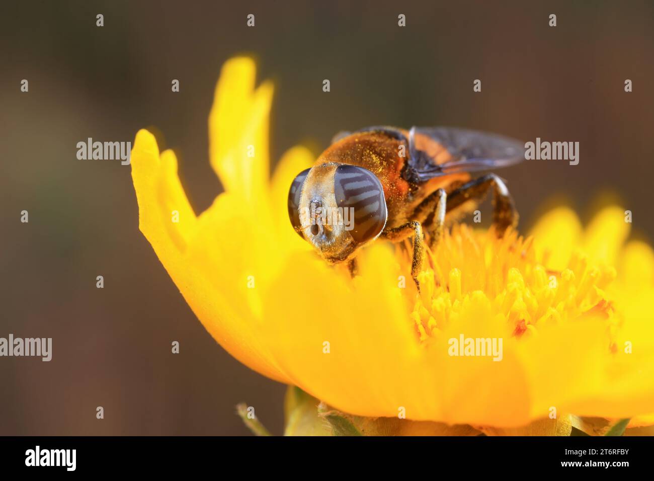 Zonata hi-res stock photography and images - Alamy