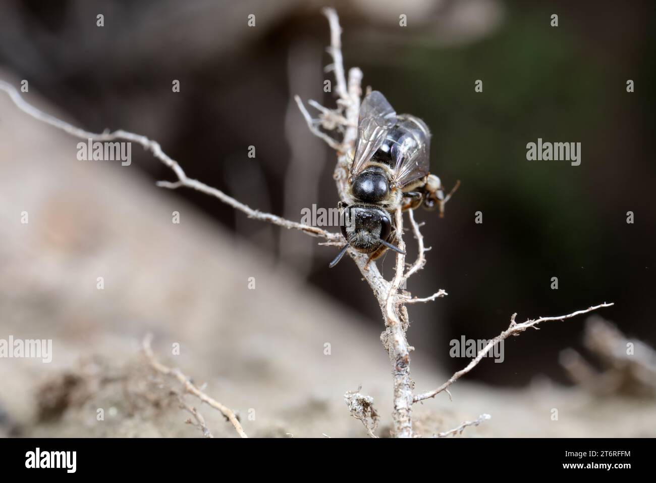 Bee insects in the nature Stock Photo - Alamy