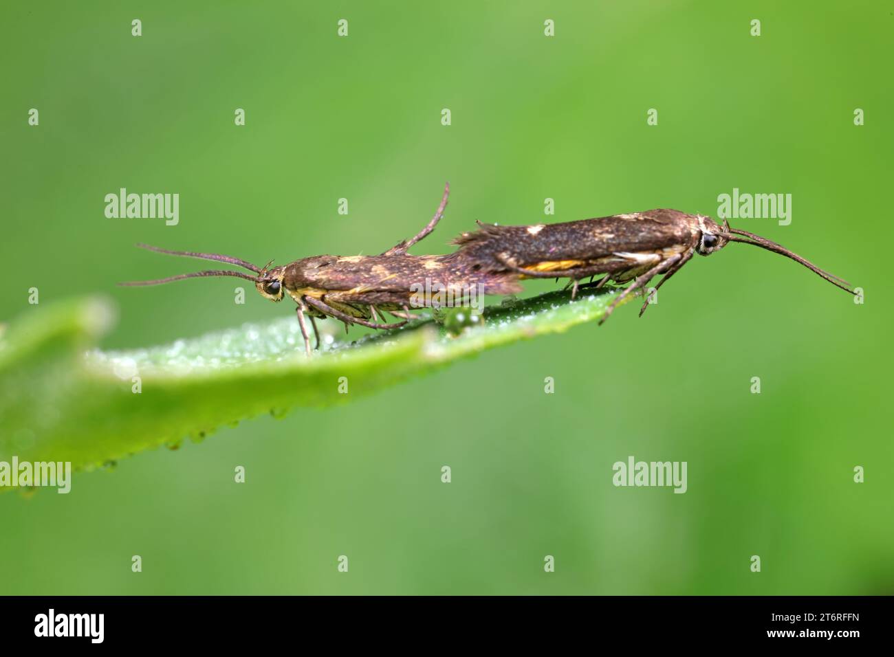 Mating of moths Stock Photo - Alamy