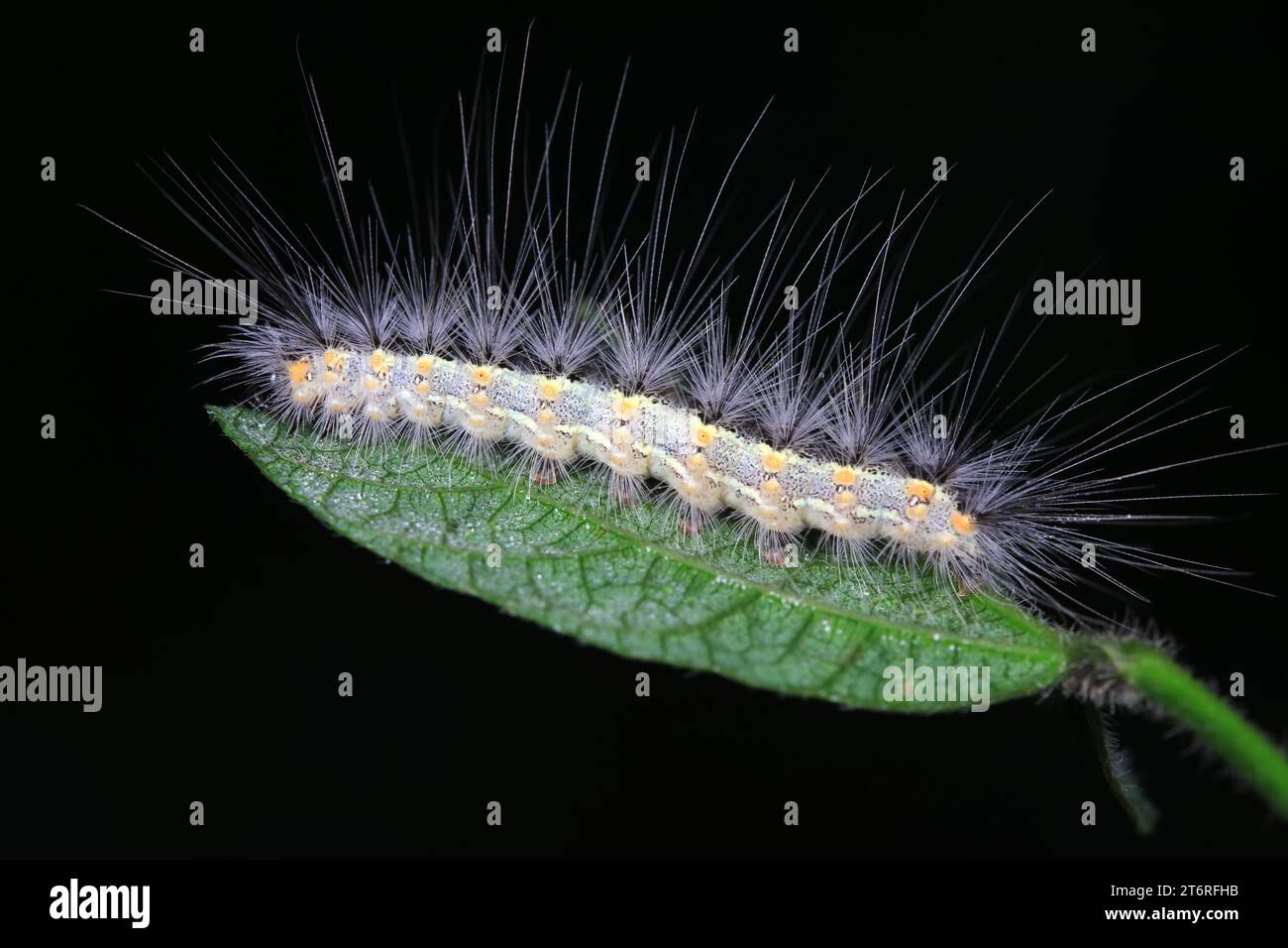 Curious caterpillars hi-res stock photography and images - Alamy