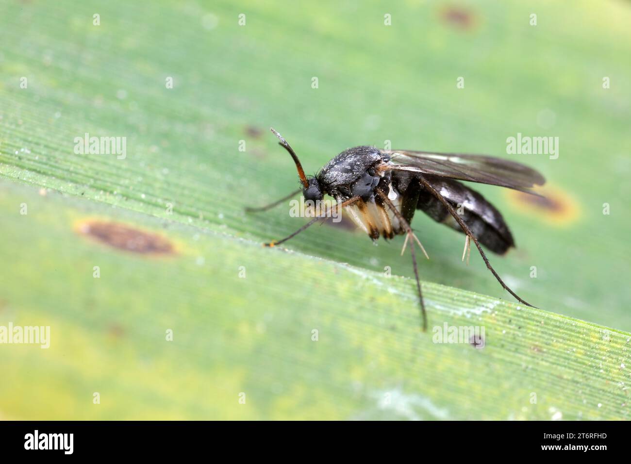 Mosquitoes in the nature Stock Photo - Alamy