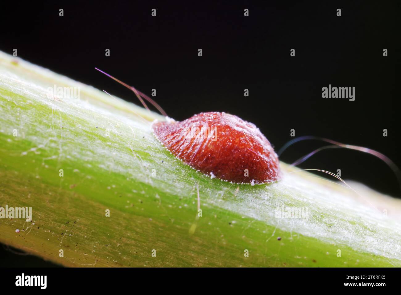 Strange insects in the natural environment Stock Photo - Alamy