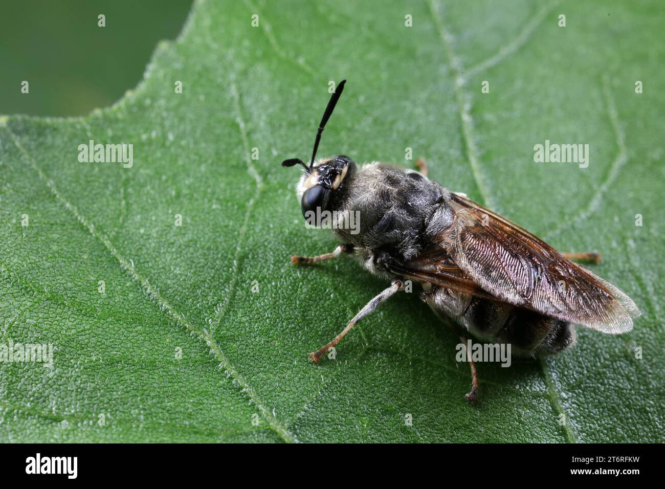 Diptera insects in nature Stock Photo - Alamy