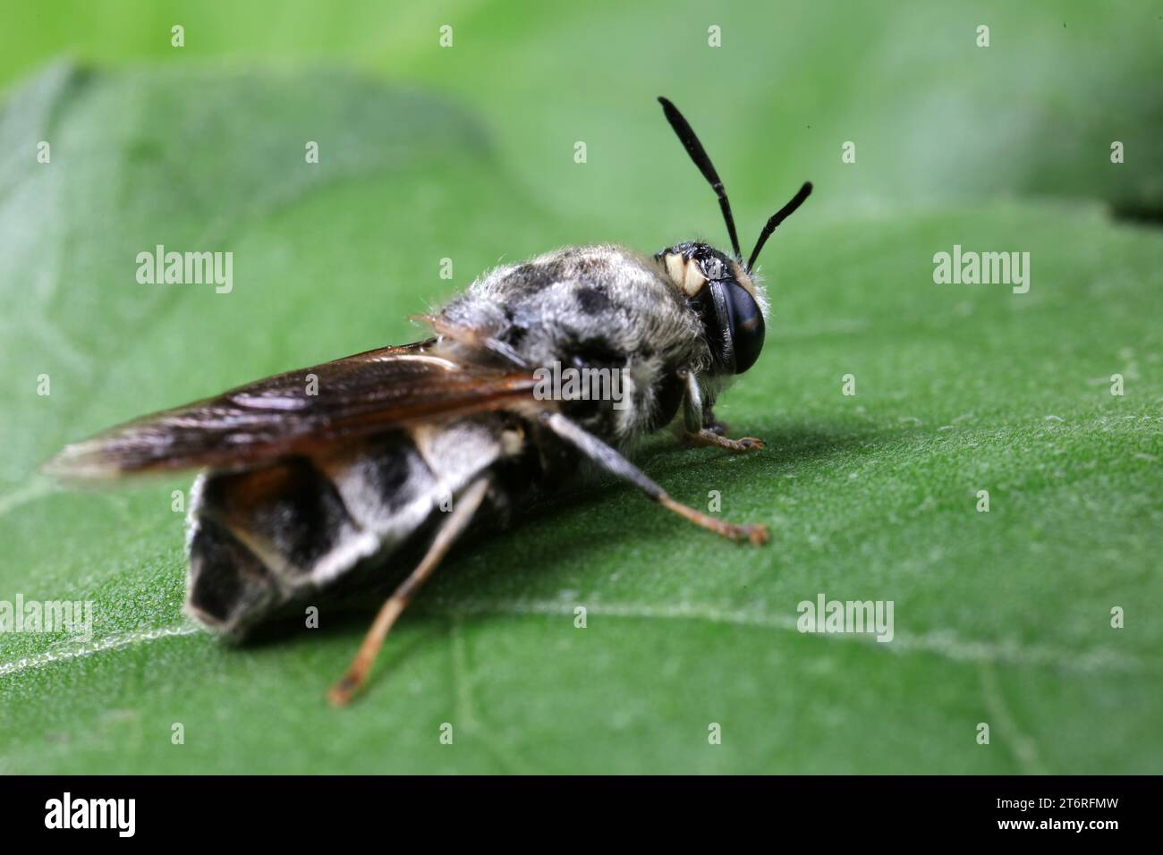 Diptera insects in nature Stock Photo - Alamy