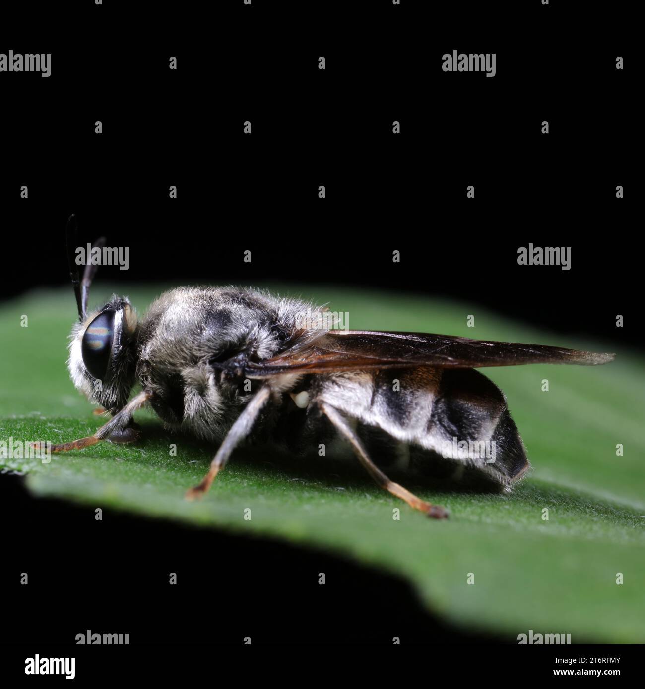Diptera insects in nature Stock Photo - Alamy