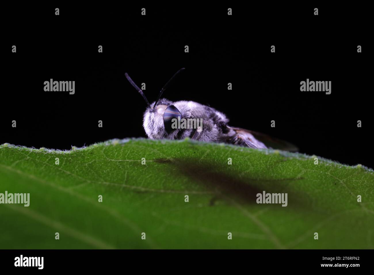 Diptera insects in nature Stock Photo - Alamy