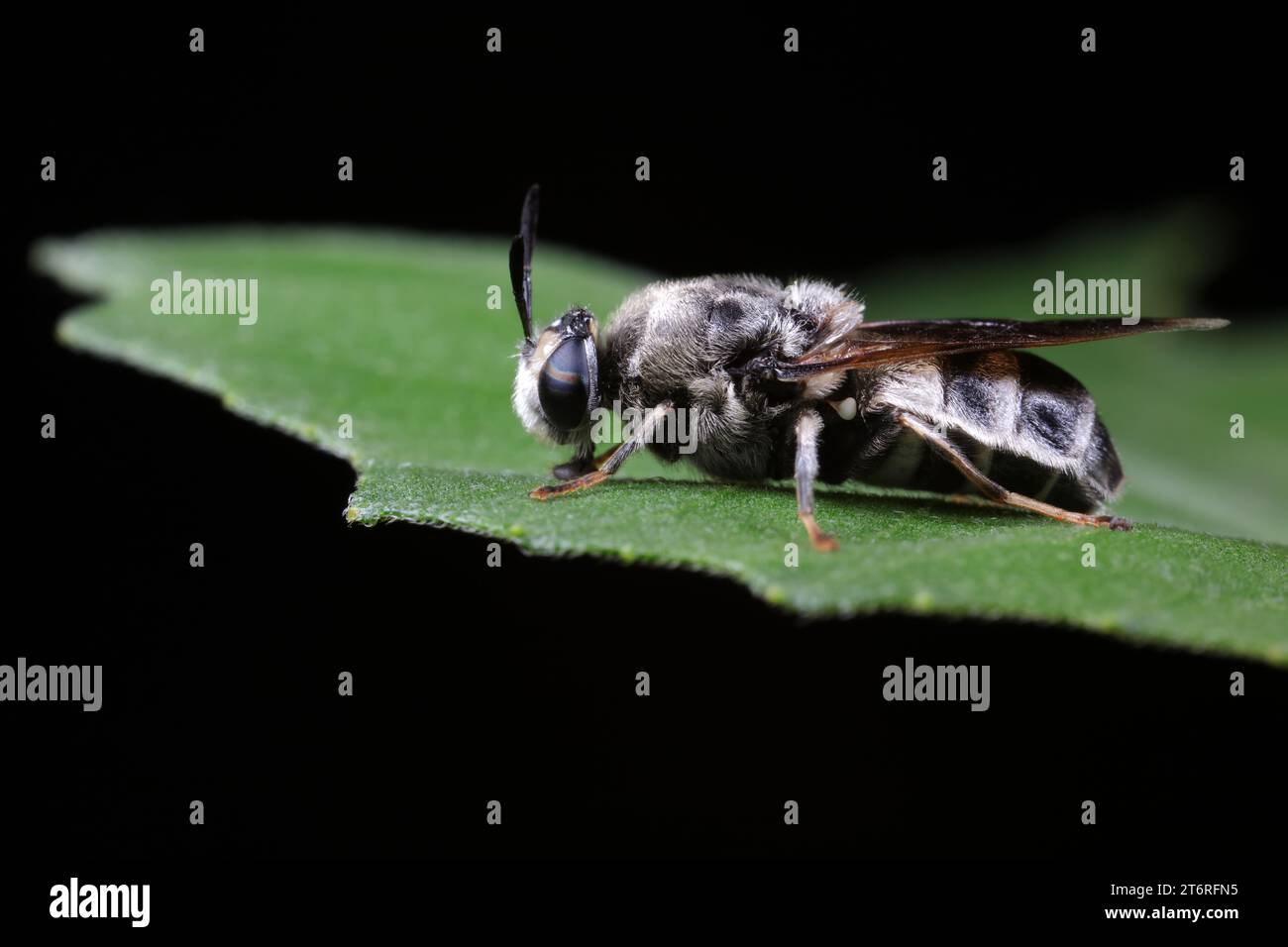 Diptera insects in nature Stock Photo - Alamy