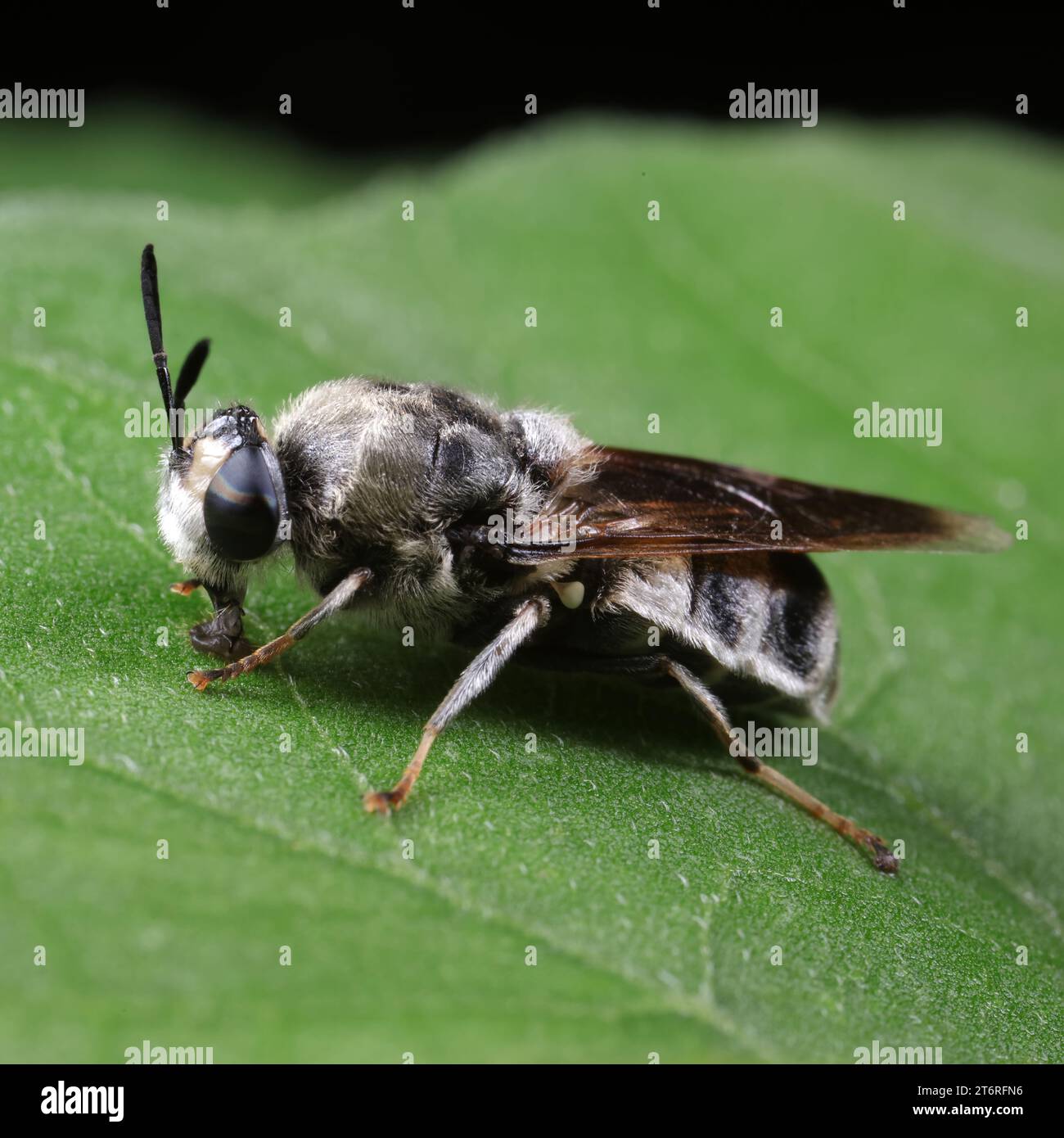 Diptera insects in nature Stock Photo - Alamy