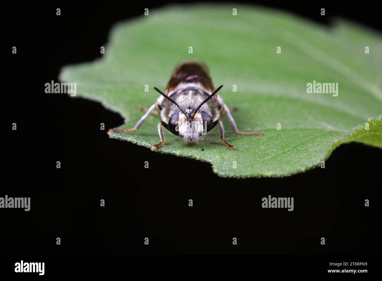 Diptera insects in nature Stock Photo - Alamy