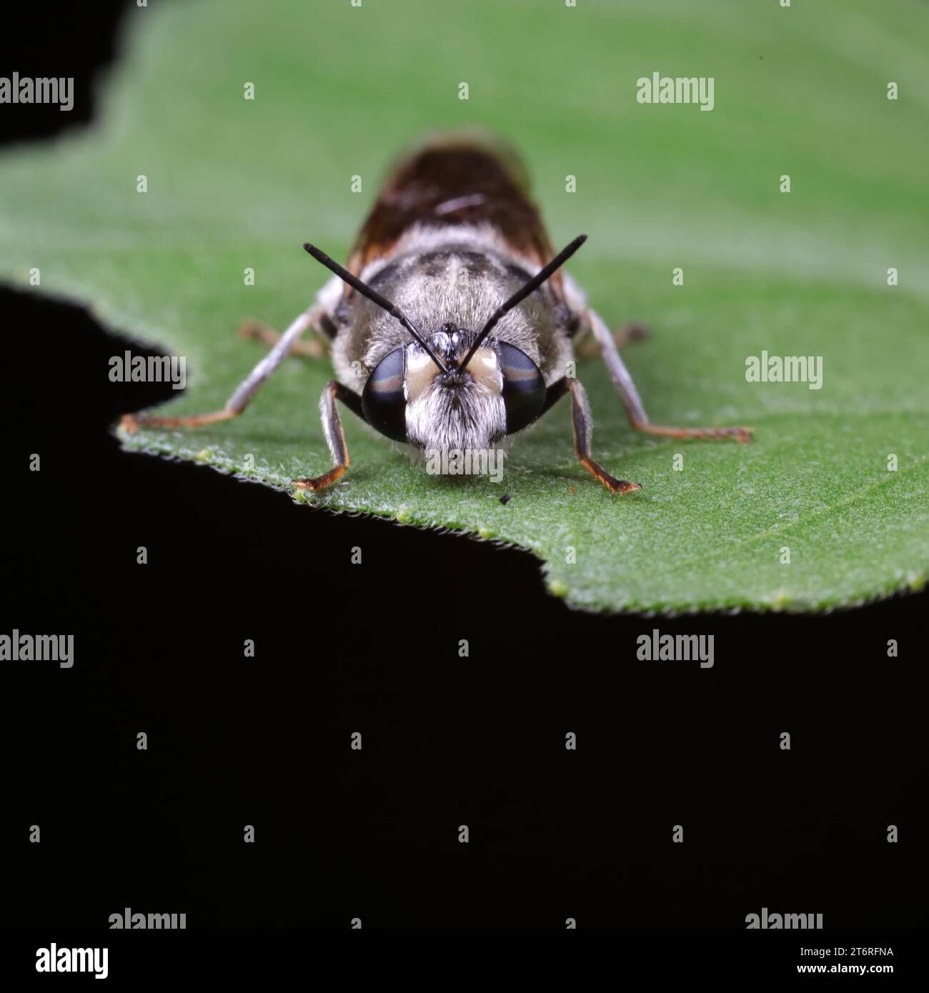 Diptera insects in nature Stock Photo - Alamy