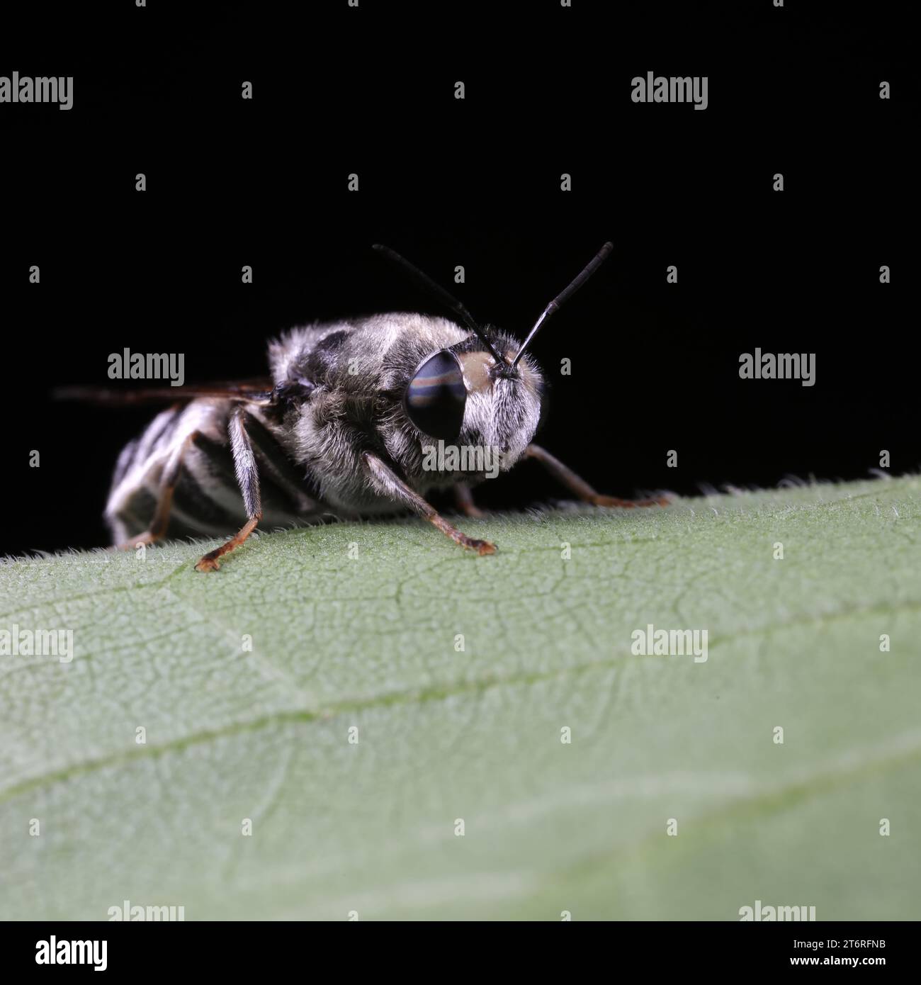 Diptera insects in nature Stock Photo - Alamy