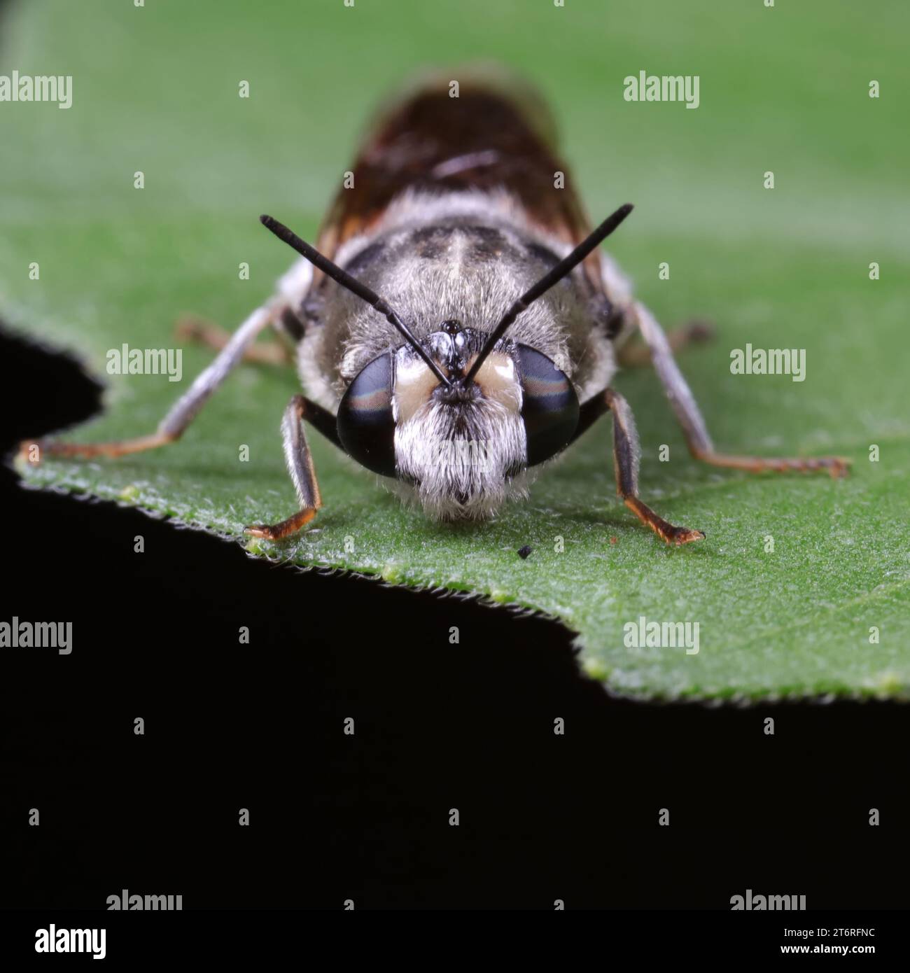 Diptera insects in nature Stock Photo - Alamy