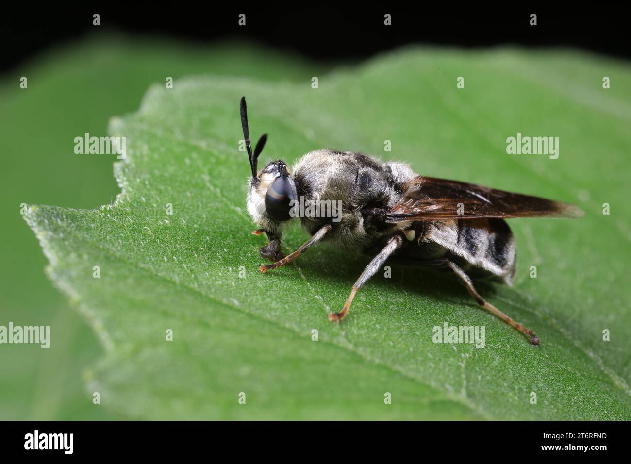 Diptera insects in nature Stock Photo - Alamy