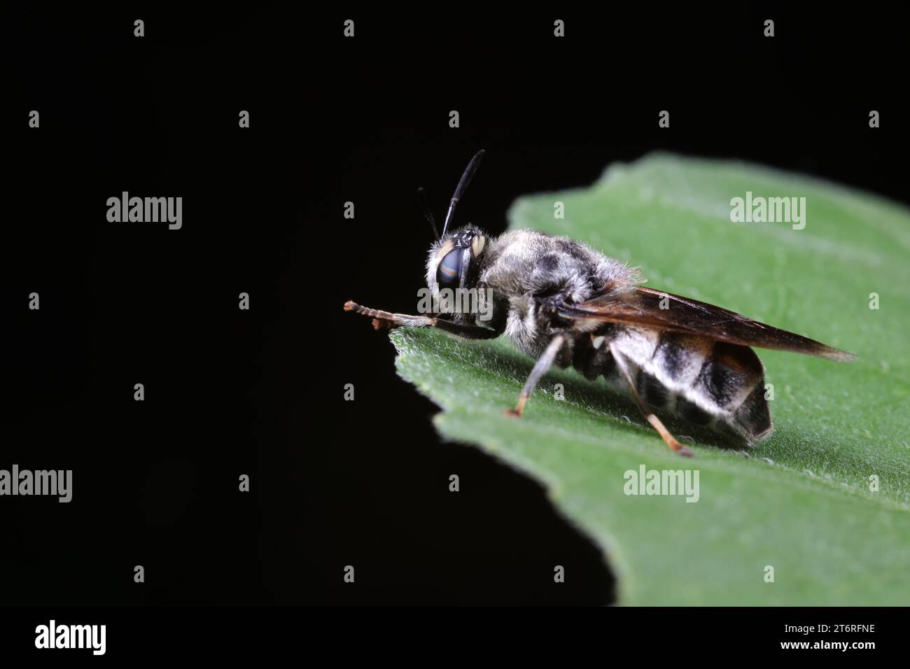 Diptera insects in nature Stock Photo - Alamy