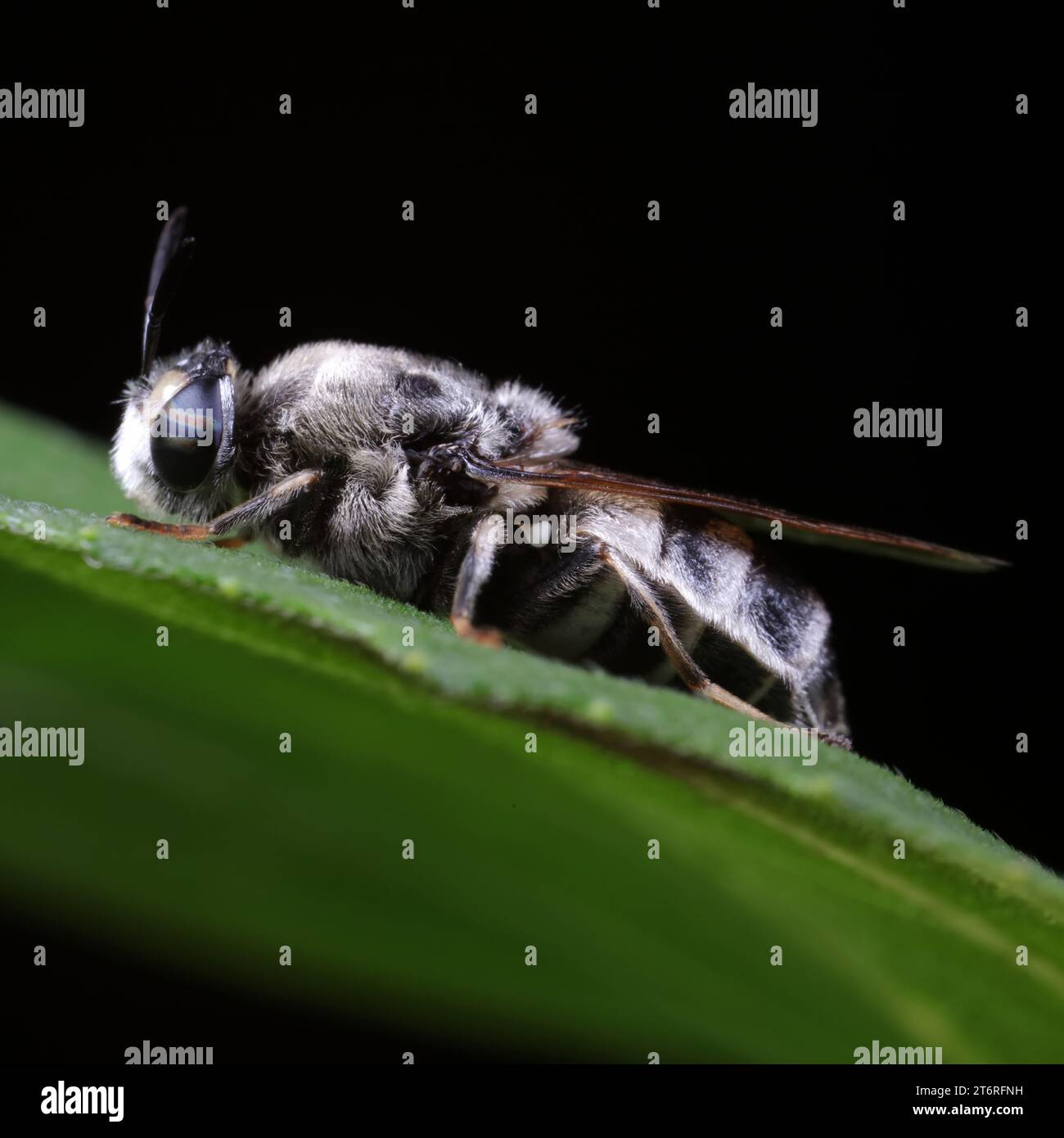 Diptera insects in nature Stock Photo - Alamy