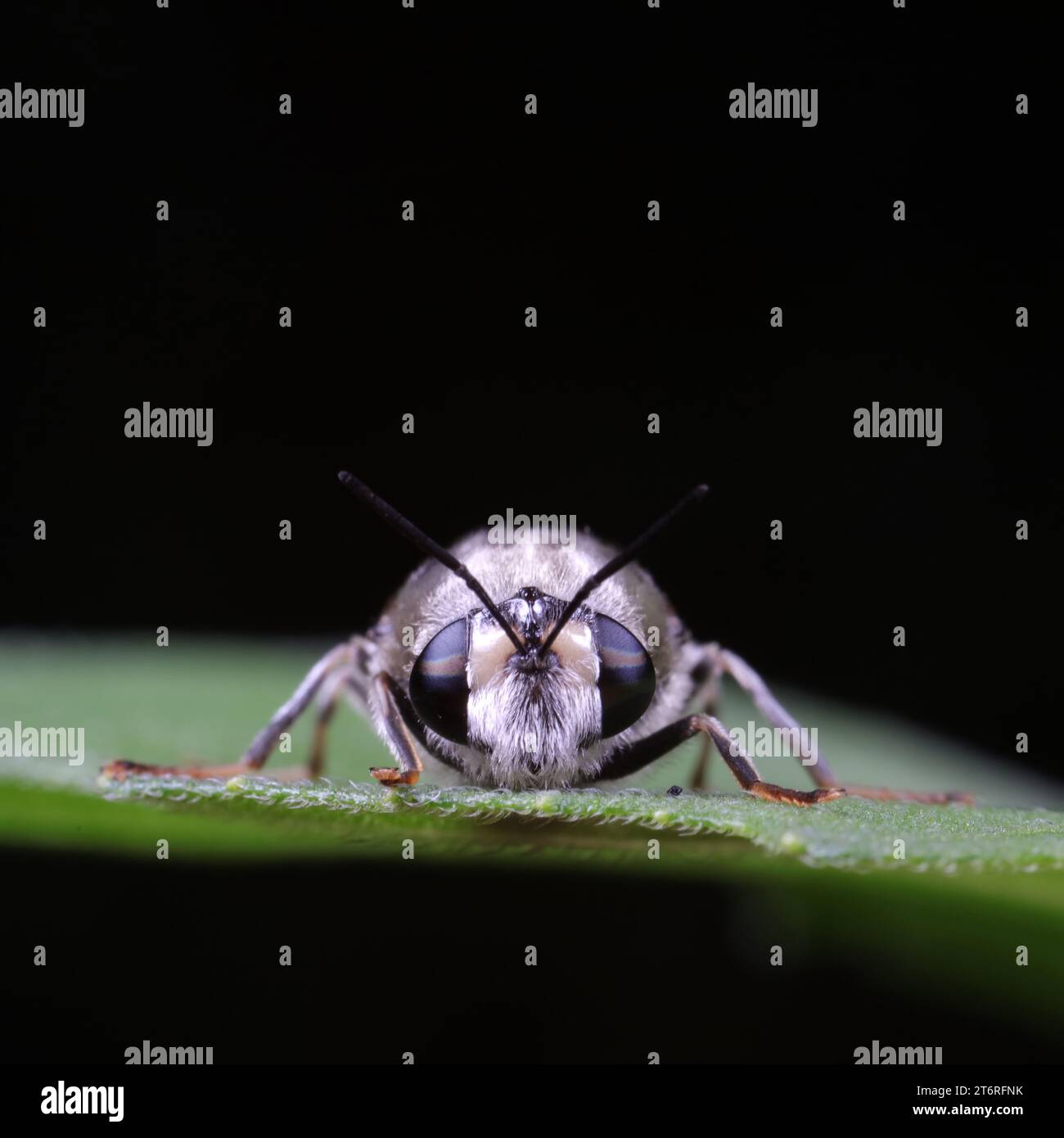 Diptera insects in nature Stock Photo - Alamy