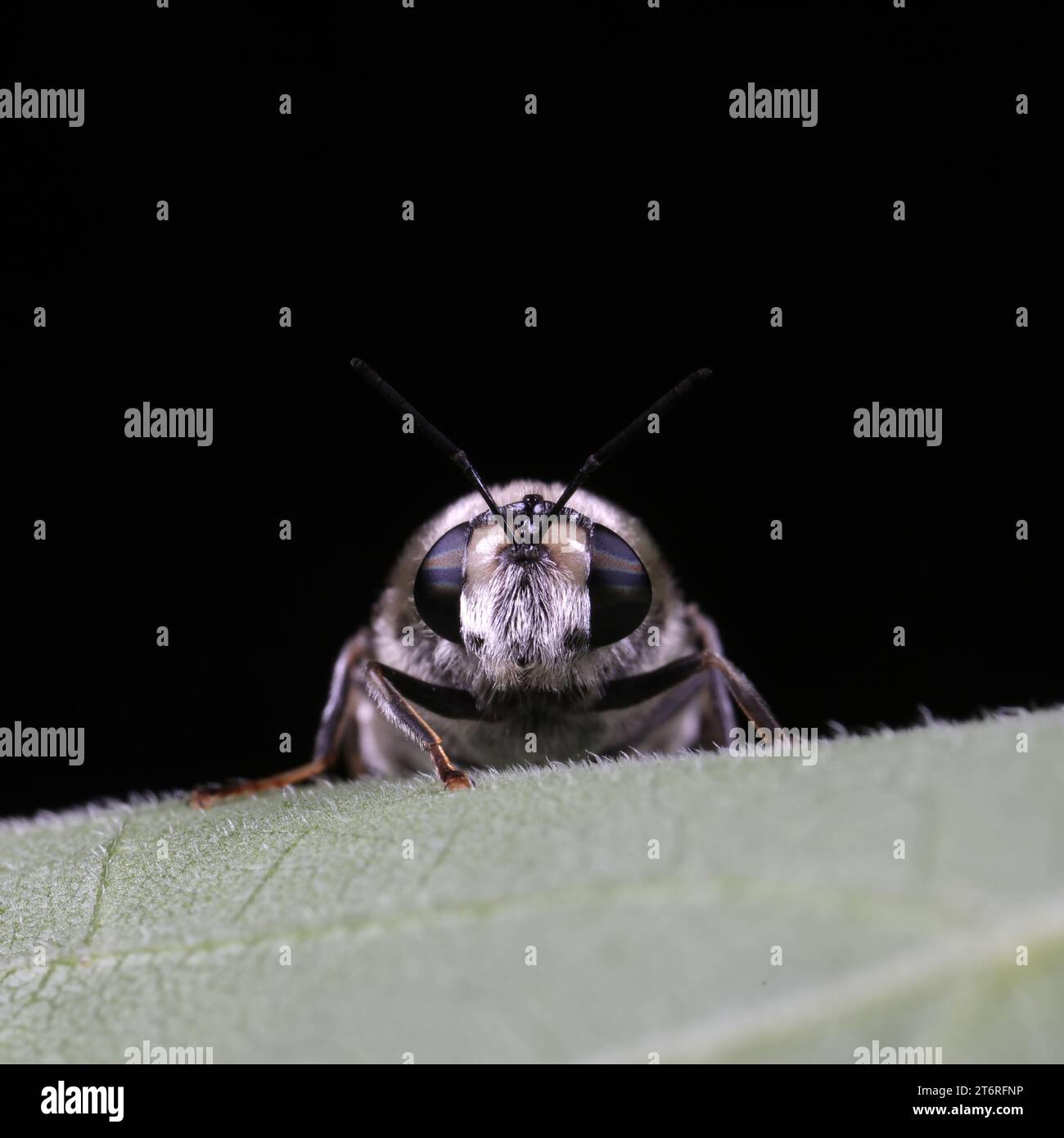 Diptera insects in nature Stock Photo - Alamy