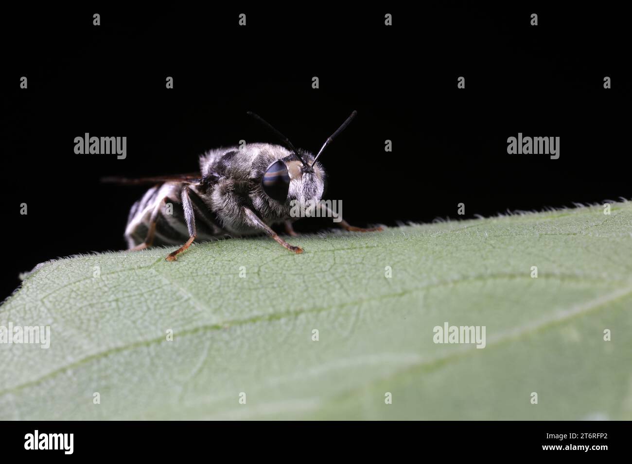 Diptera insects in nature Stock Photo - Alamy