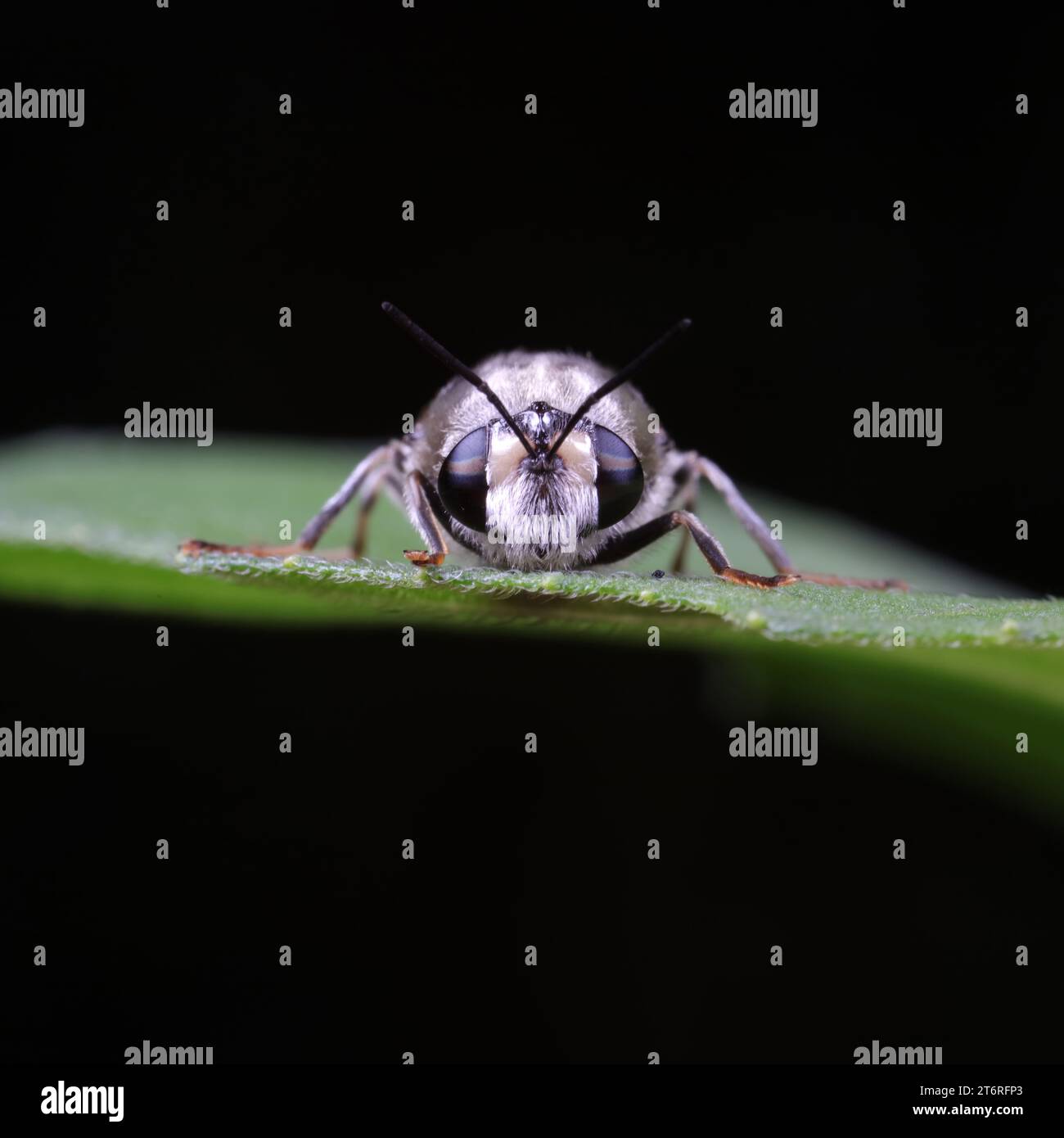 Diptera insects in nature Stock Photo - Alamy
