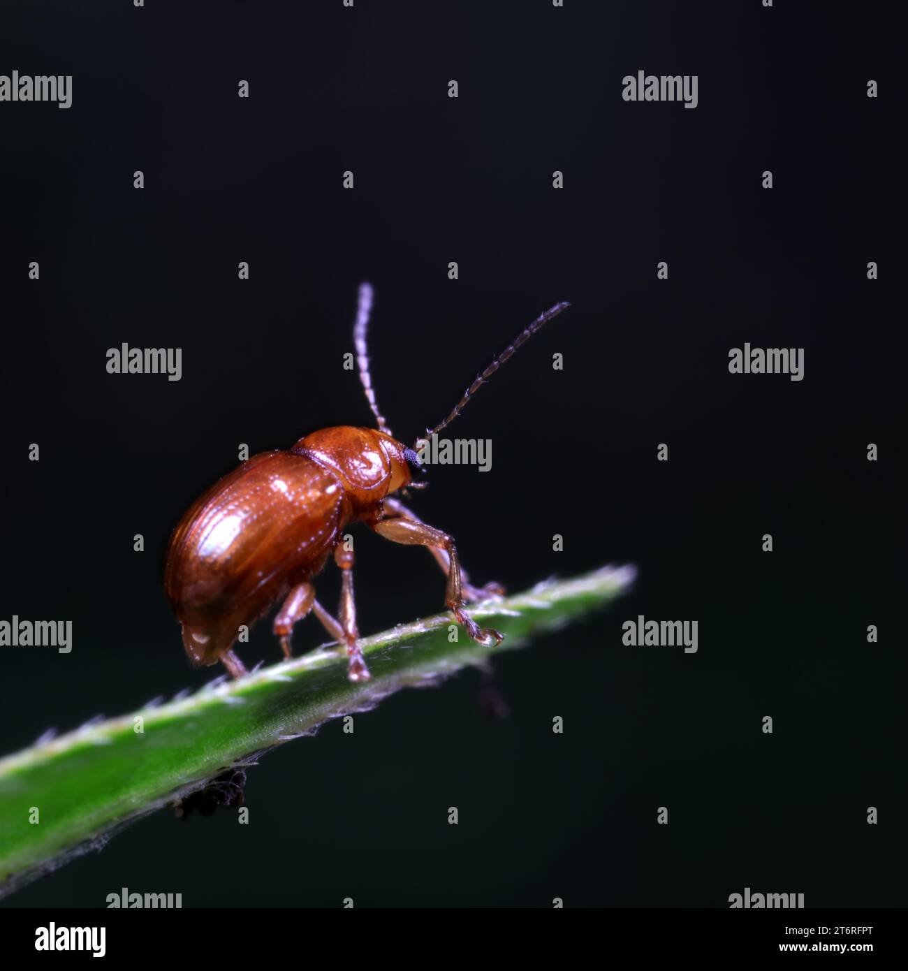 Beetles are in the natural environment Stock Photo - Alamy
