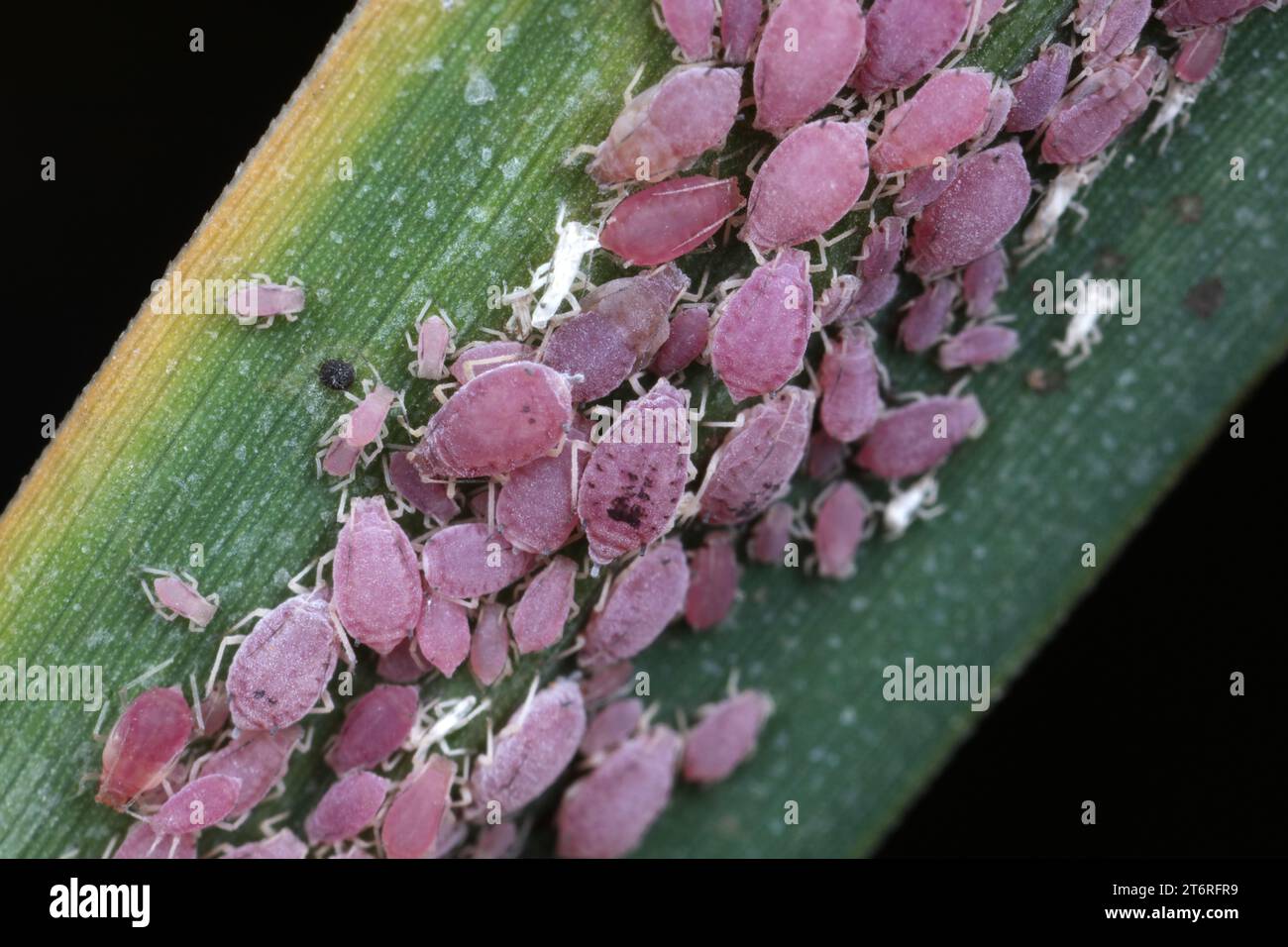 Reed aphids hi-res stock photography and images - Alamy