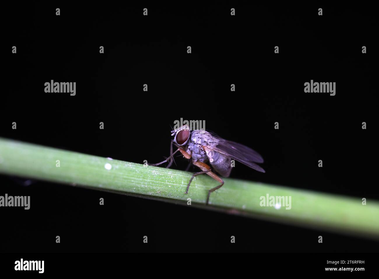 Natural enemies insects hi-res stock photography and images - Alamy