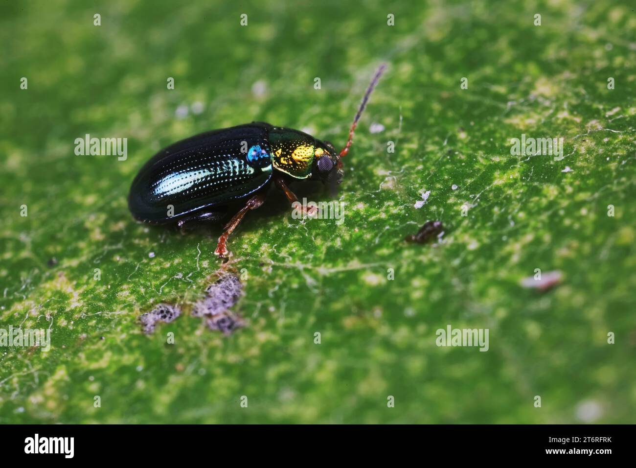 Beetles are in the natural environment Stock Photo - Alamy