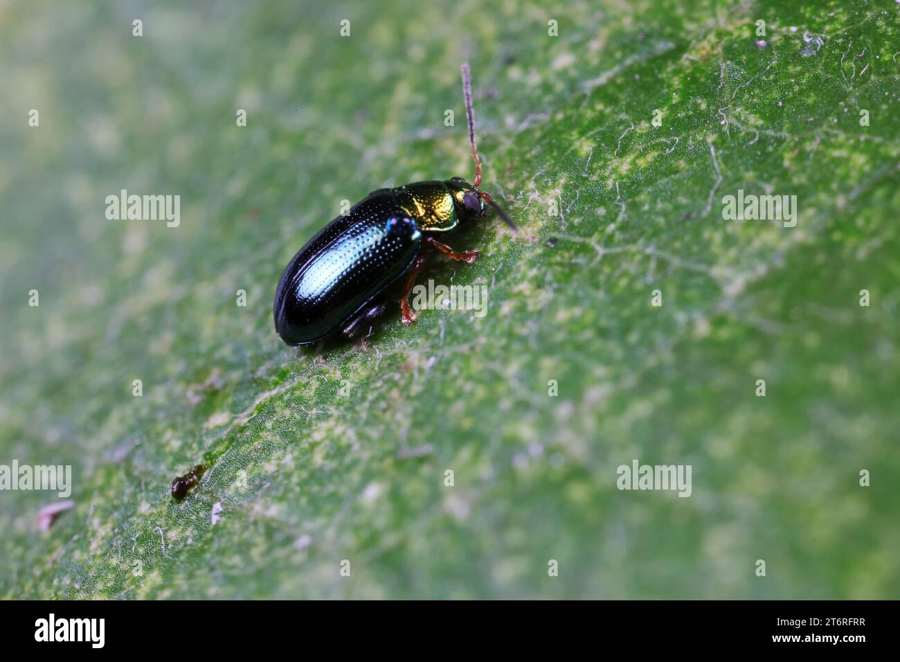 Beetles with lovely beetles hi-res stock photography and images - Alamy