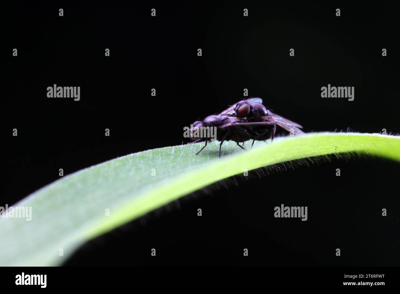 Fly insect mating Stock Photo - Alamy
