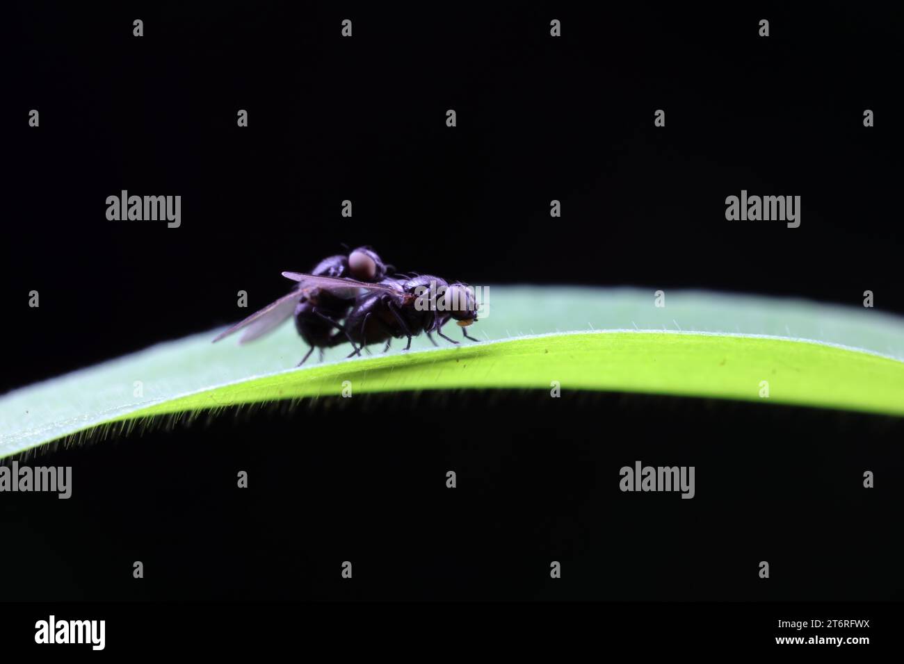 Fly insect mating Stock Photo - Alamy