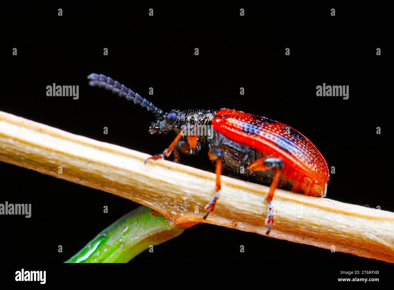 Mud bugs crawling on plants, North China Stock Photo - Alamy