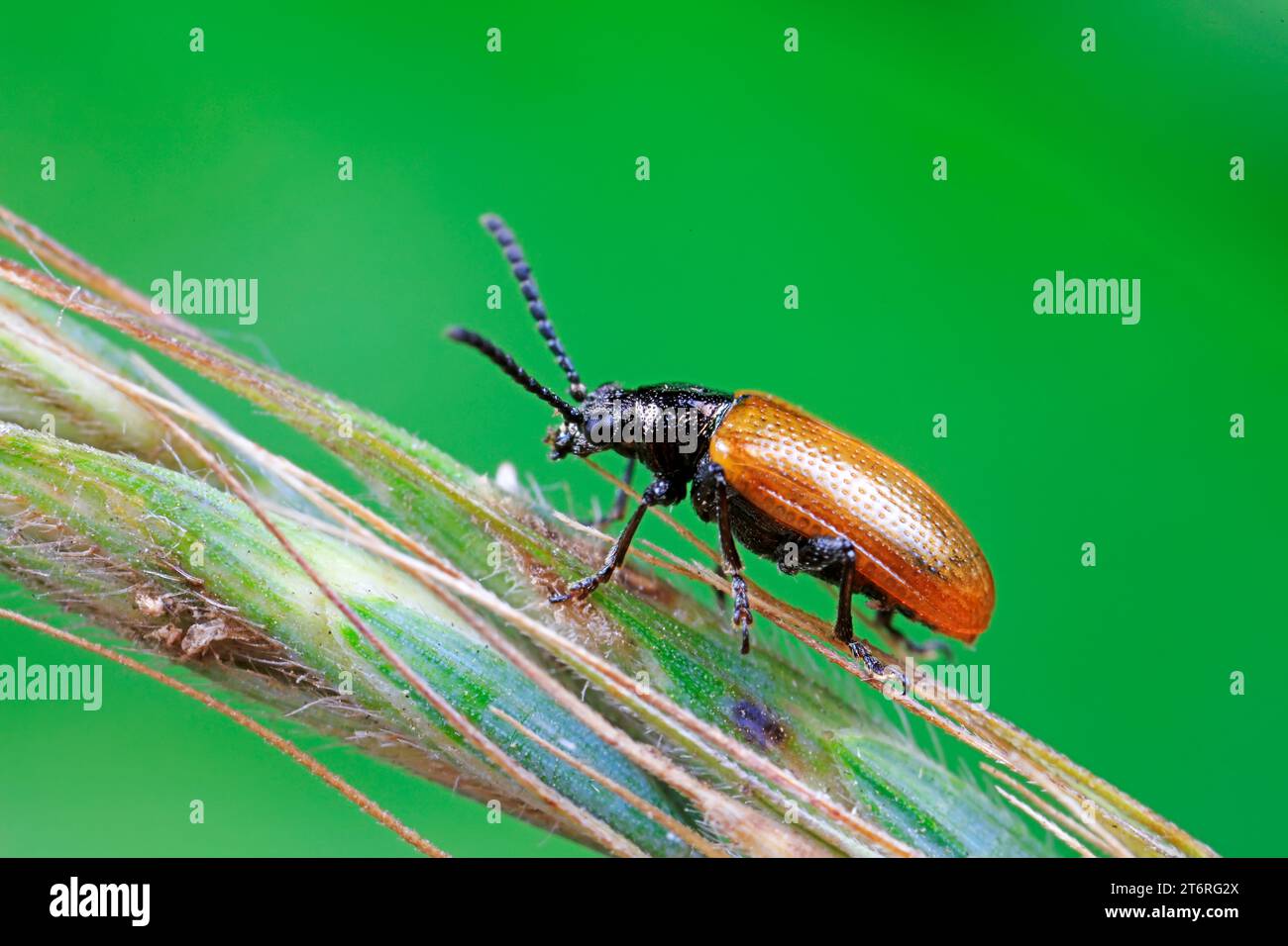 Negative mud bug inhabits wild plants in North China Stock Photo - Alamy