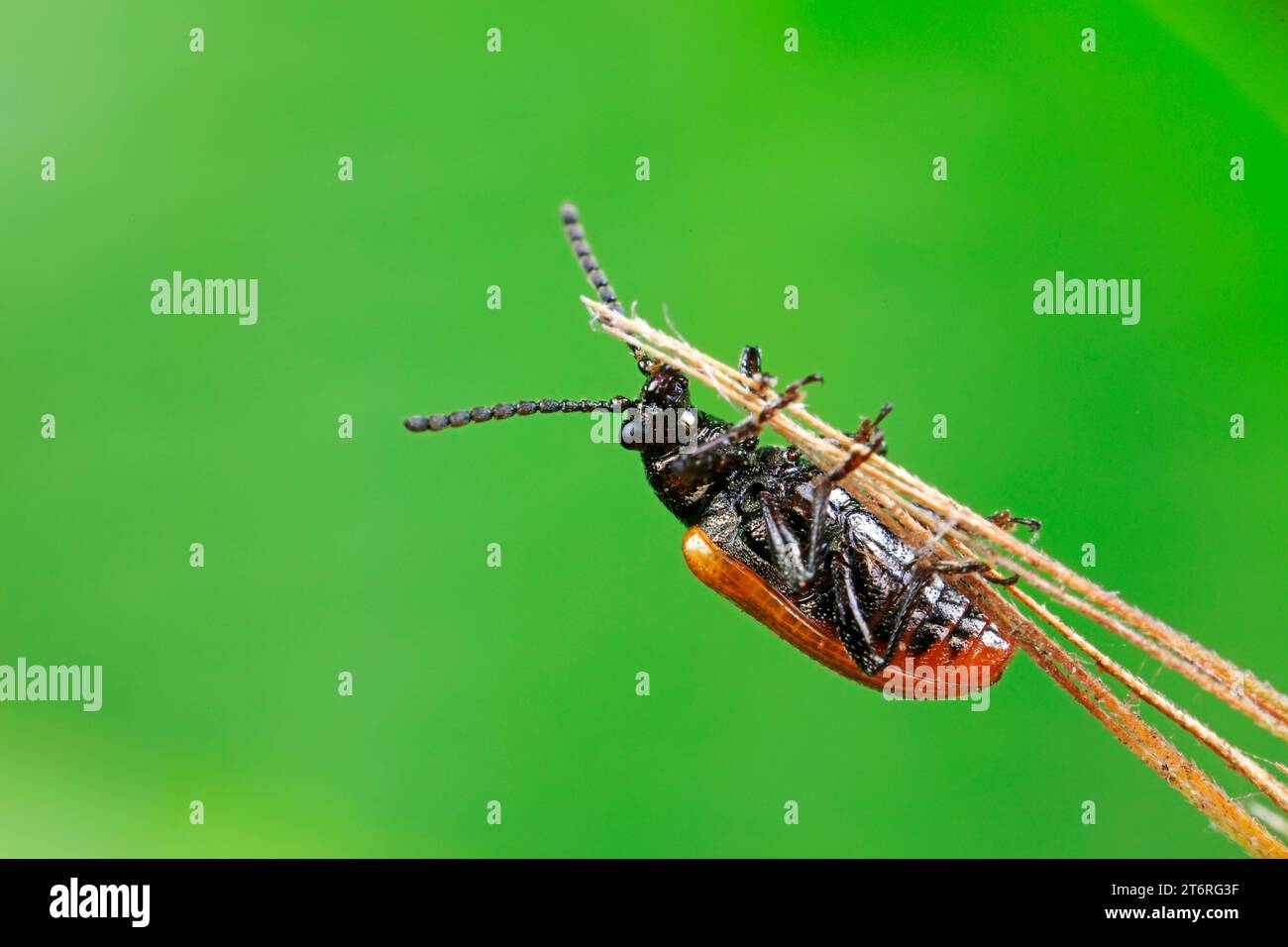Negative mud bug hi-res stock photography and images - Alamy