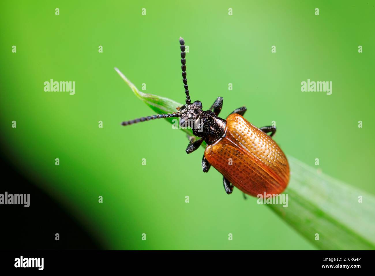 Negative mud insect hi-res stock photography and images - Alamy
