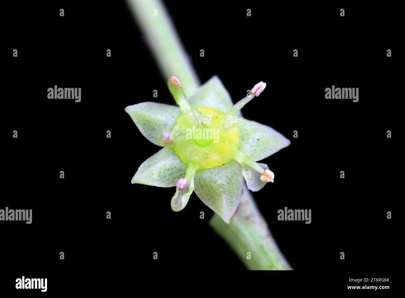 Jujube flowers in full bloom in a botanical garden, North China Stock ...