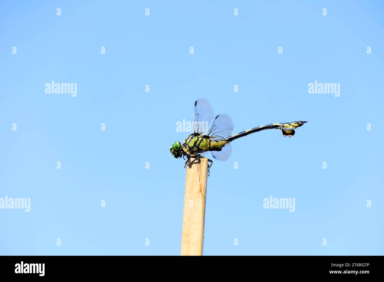 Male spring dragonfly on dry branches, North China Stock Photo - Alamy