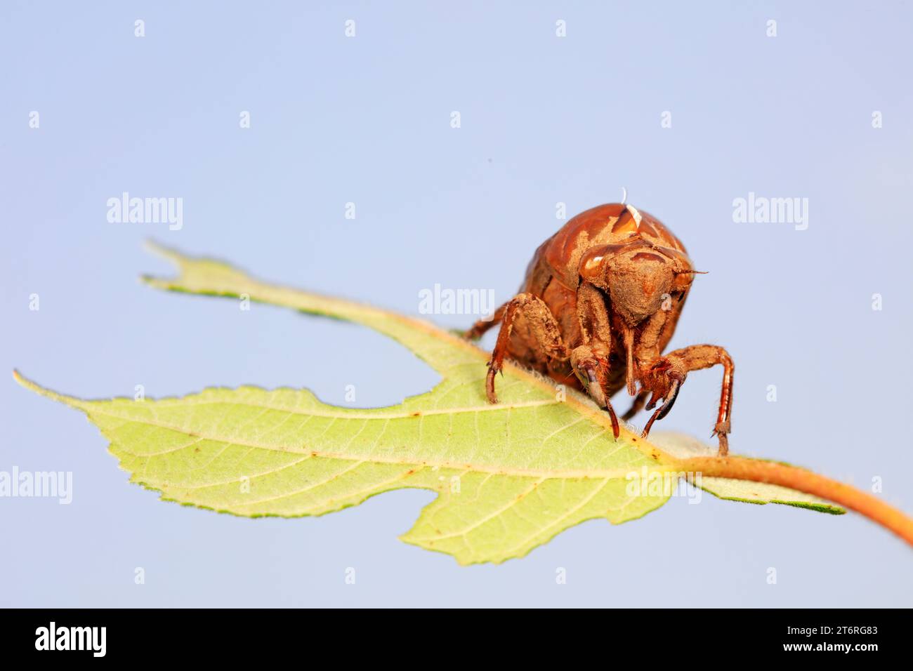 Cicadas slough on wild plants, North China Stock Photo - Alamy