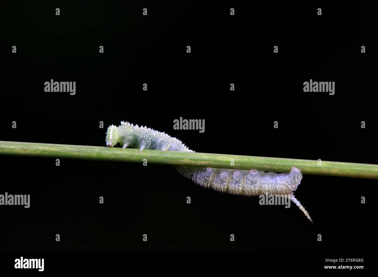 Moth larvae live on wild plants in North China Stock Photo - Alamy