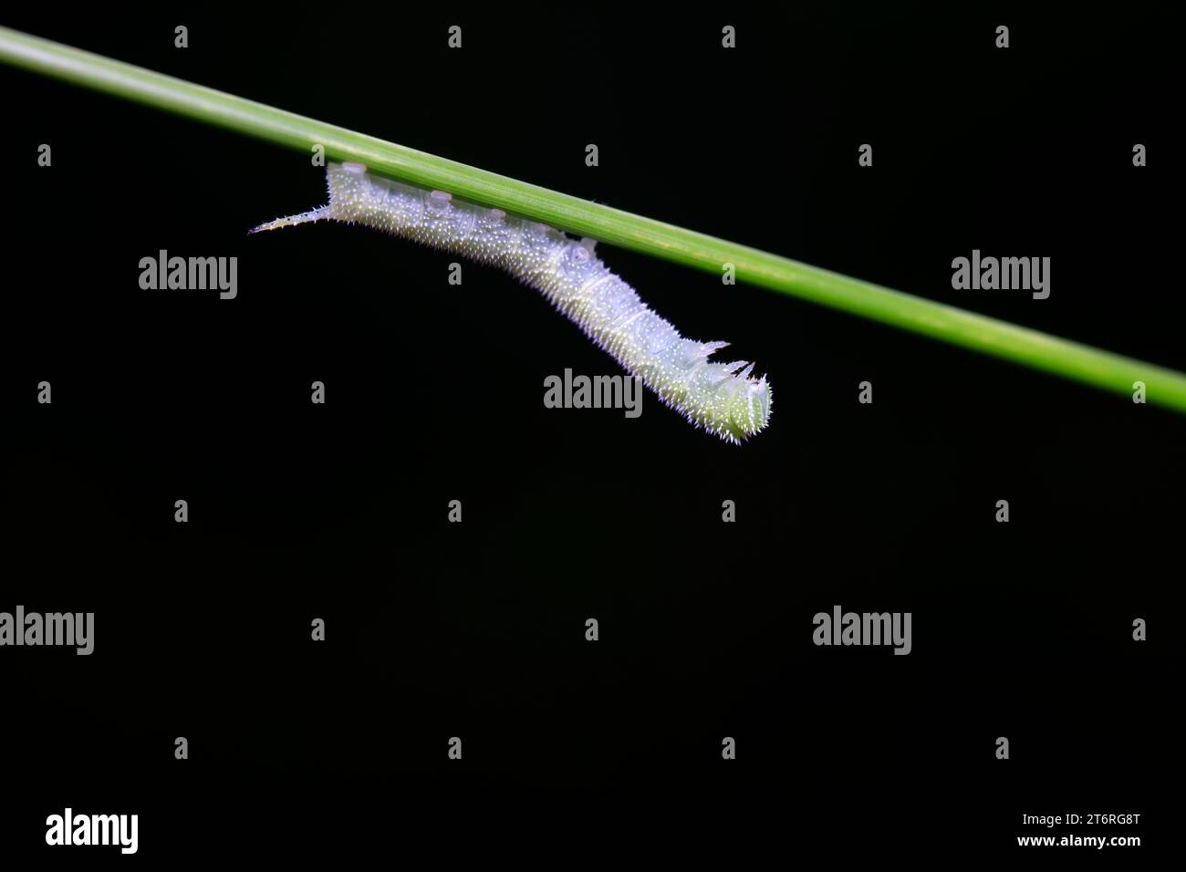Moth larvae live on wild plants in North China Stock Photo - Alamy