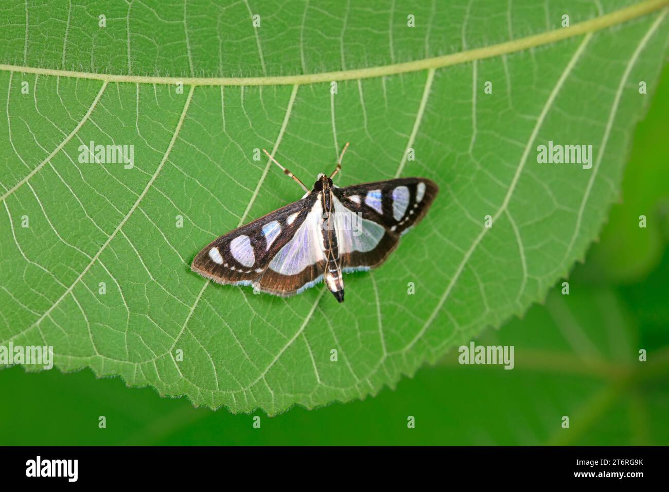 Wild moths live on wild plants in North China Stock Photo - Alamy