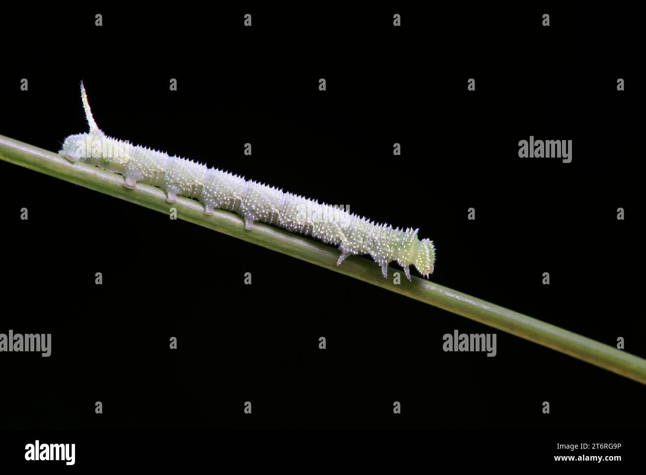 Moth larvae live on wild plants in North China Stock Photo - Alamy