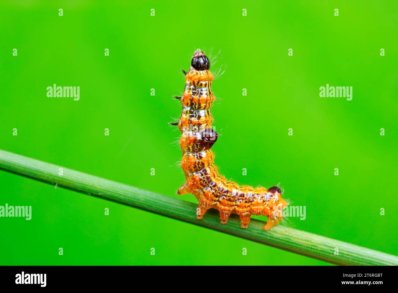 The larvae of the moth inhabit wild plants in North China Stock Photo ...